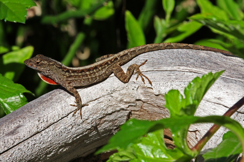 Lizards in Hurricanes – Science, POLITICS, & Religion