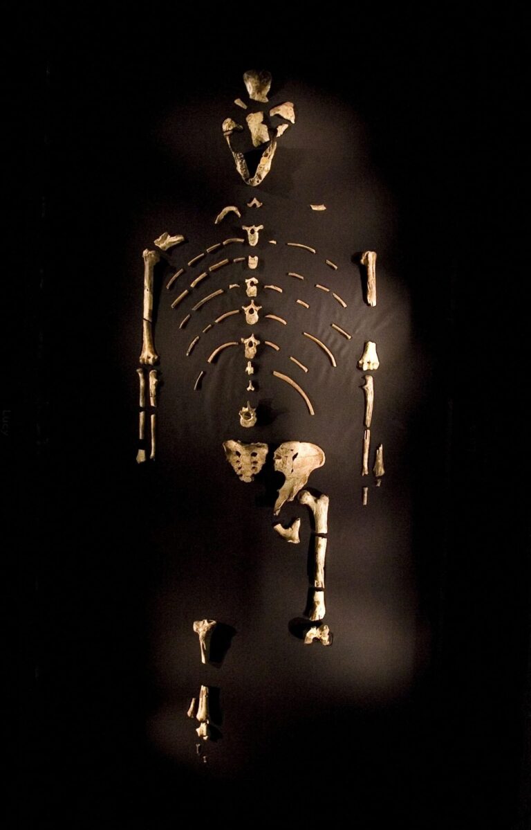Lucy and the State of Hominid Evolution – Science, POLITICS, & Religion